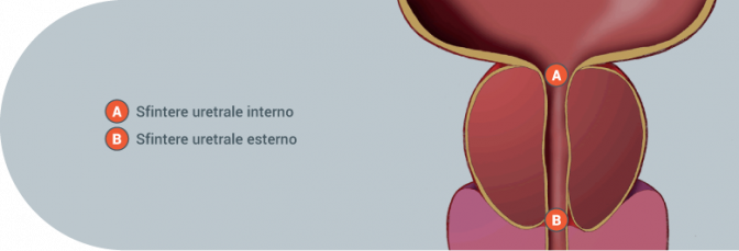 Com’è fatta e come funziona la prostata - Benessere Urinario